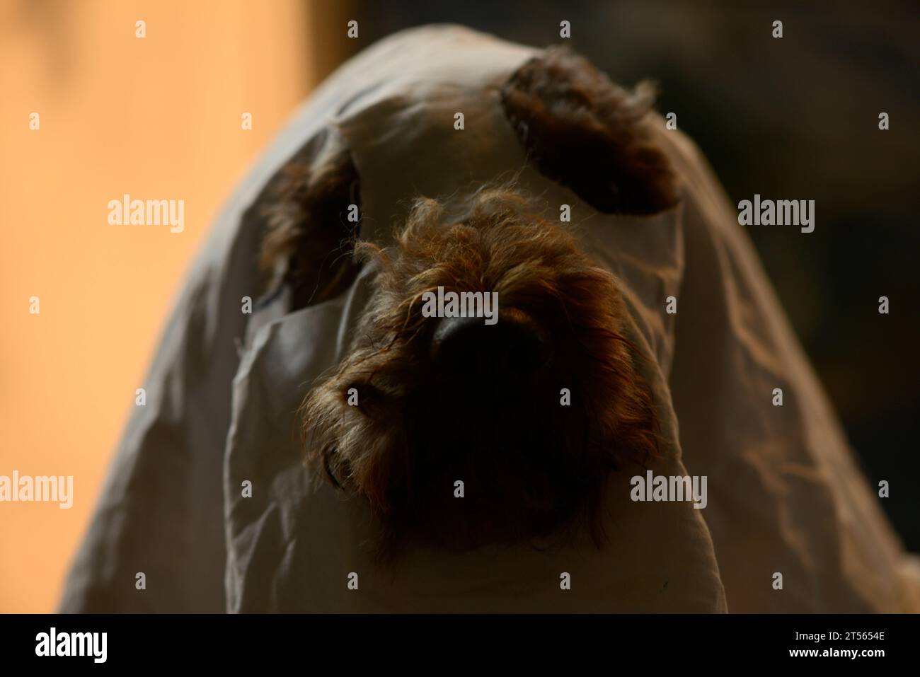 DOG - Dog, folklore, ghost, soul, spirit, dead, non-human, ghosts ...