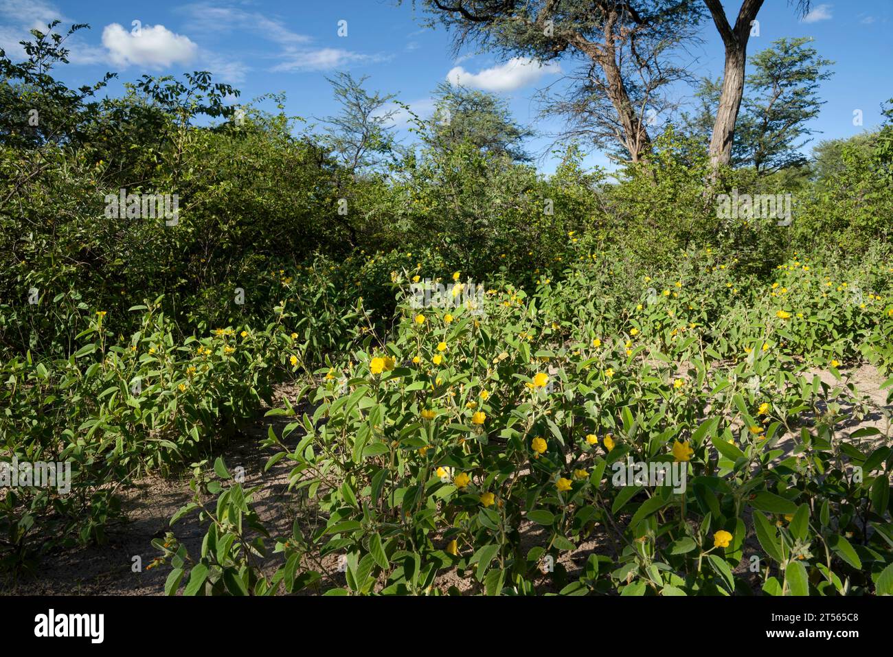 Flowering bush in the northern Kalahari in the rainy season, Wildacker ...