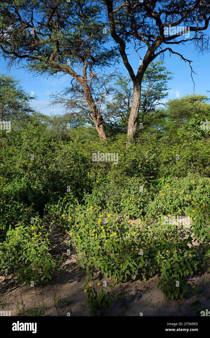 Flowering bush in the northern Kalahari in the rainy season, Wildacker ...
