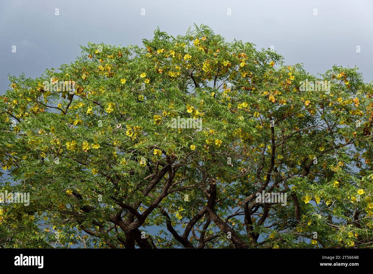 Dolfwood hi-res stock photography and images - Alamy