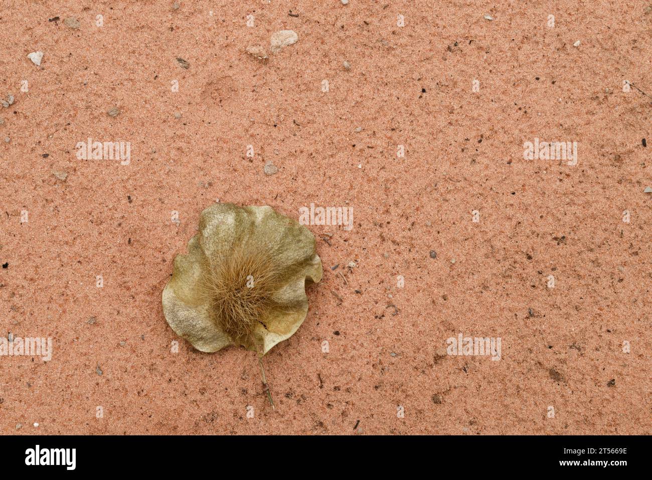 Dry fruit of the dolfwood tree (Pterocarpus angolensis) lie in the sand ...