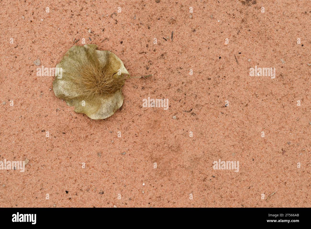 Dry fruit of the dolfwood tree (Pterocarpus angolensis) lie in the sand ...