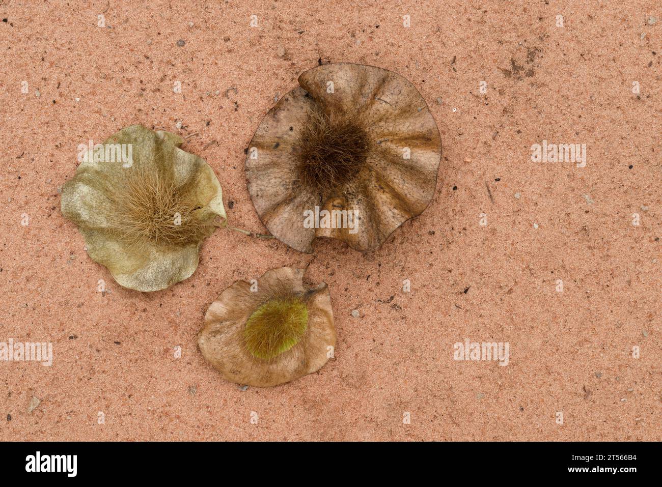Dry fruits of the dolfwood tree (Pterocarpus angolensis) lie in the ...