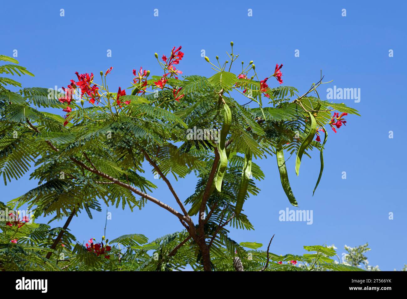 Blossoms and fruits of a Flamboyant (Delonix regia) in the garden of ...