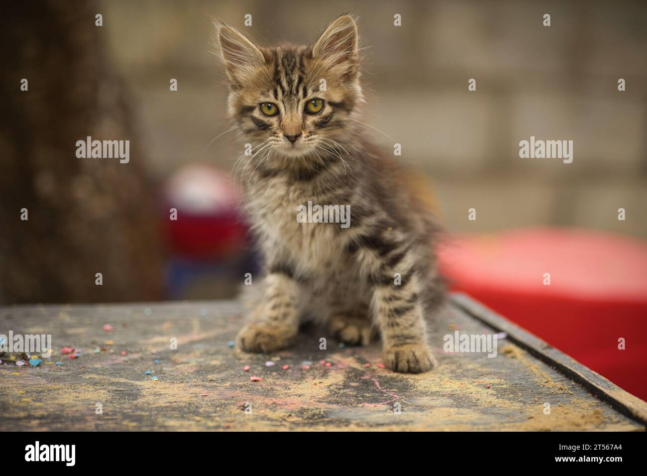 a small fluffy tabby cat poses for the camera and looks with his cute ...