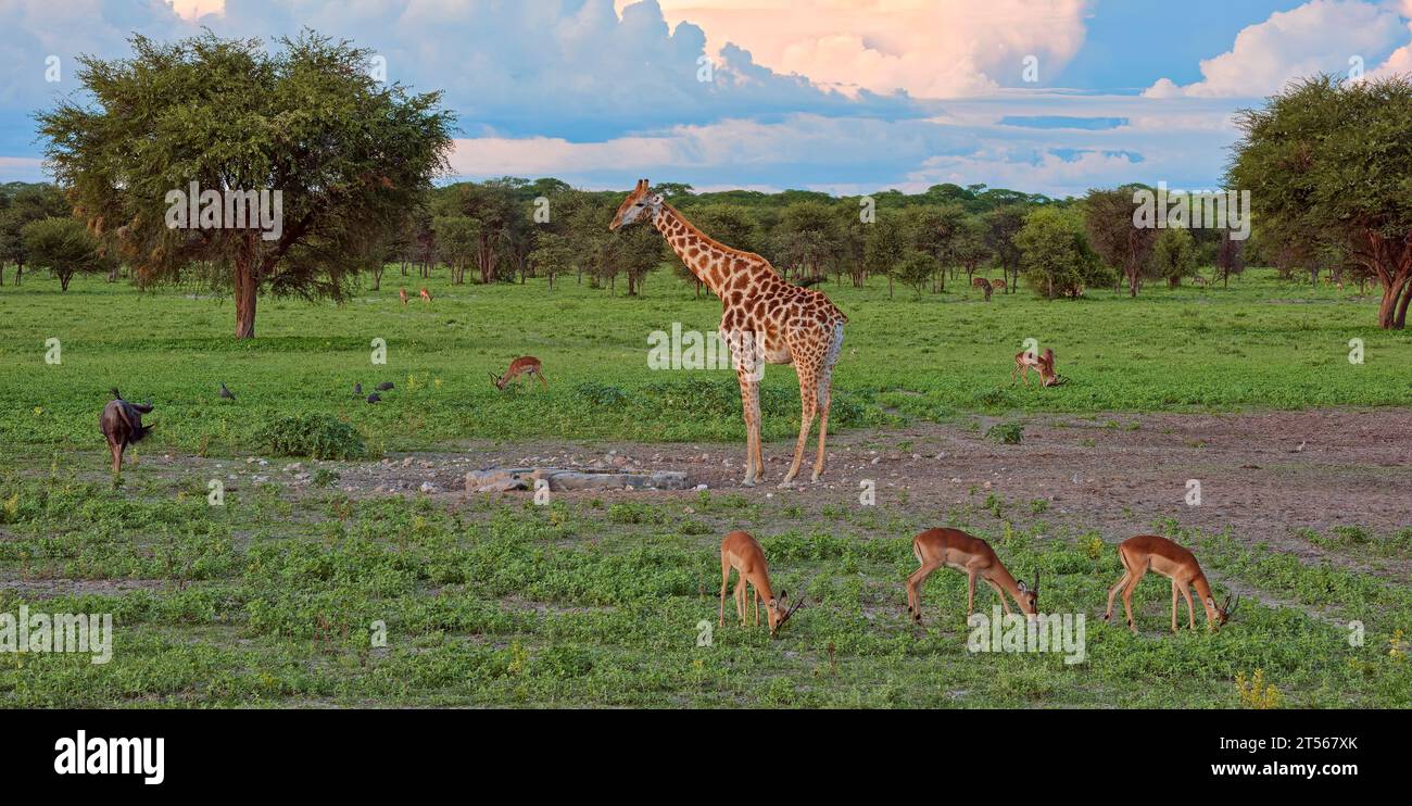 Giraffe bull (Giraffa camelopardalis) and impalas at a drinking trough ...