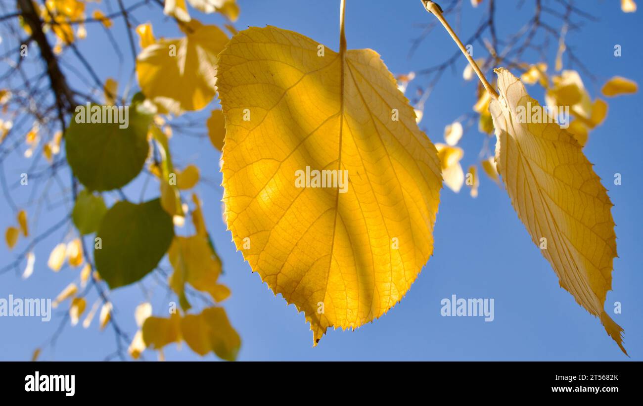Yellowing tree leaves in autumn. Yellowed plane and acacia tree leaves ...