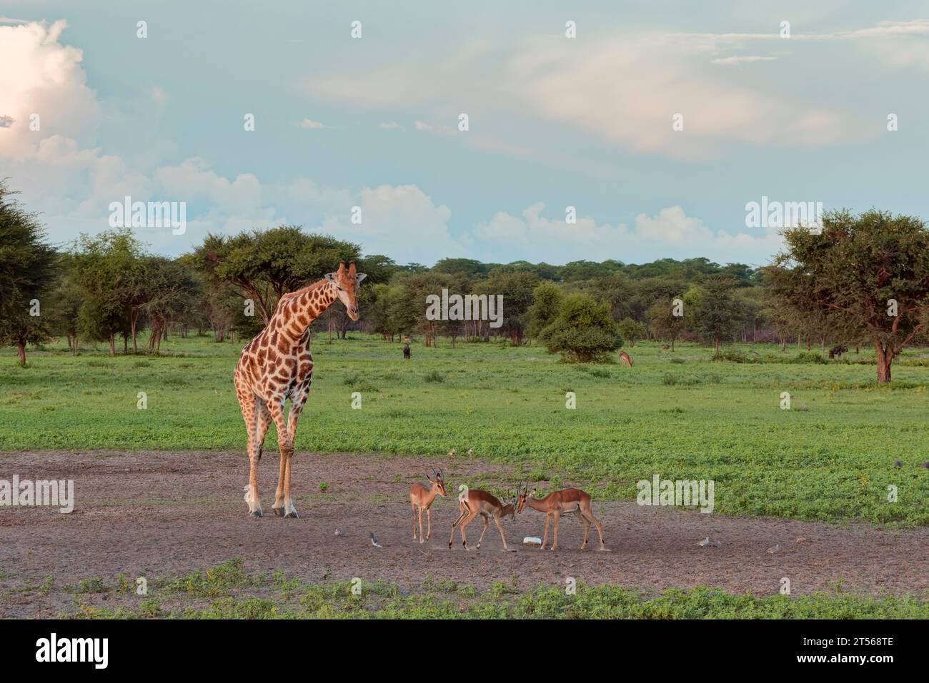 Giraffe bull (Giraffa camelopardalis) and black-nosed impalas ...