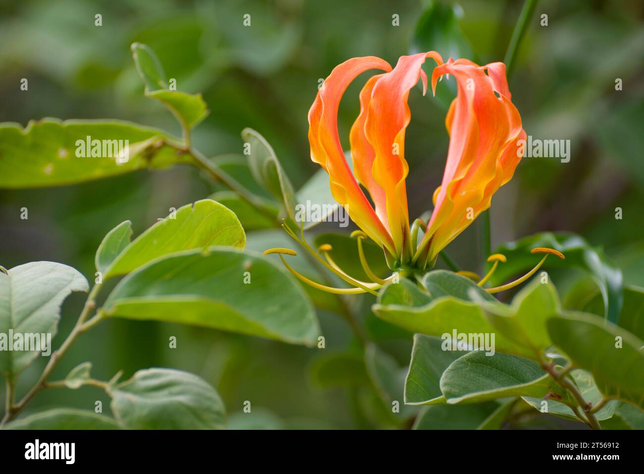 Flower of a flame lily (Gloriosa superba) in northern Kalahari ...