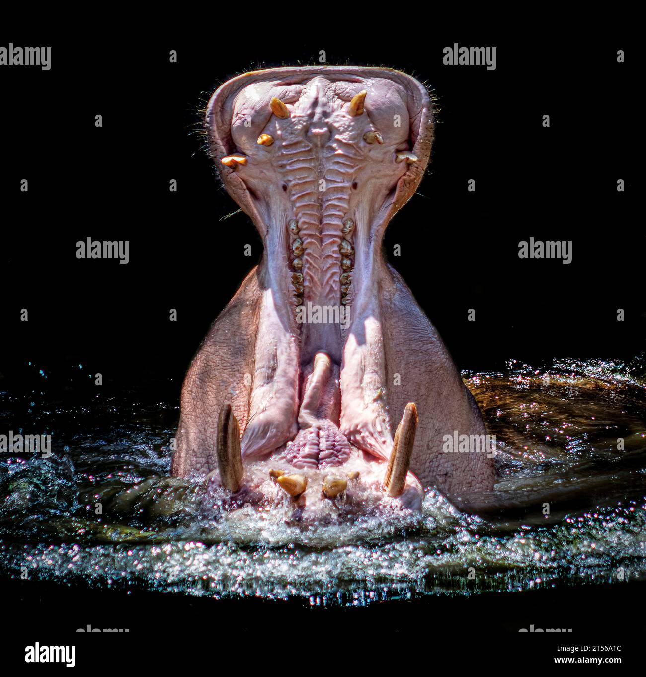 A perfect view of inside the giant jaws FUERTEVENTURA, SPAIN ...