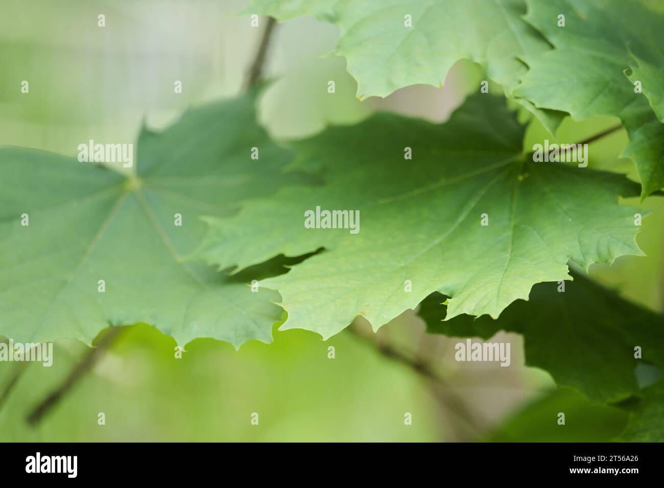 Leaf of a Norway maple (Acer platanoides) in summer, Bavaria, Germany ...