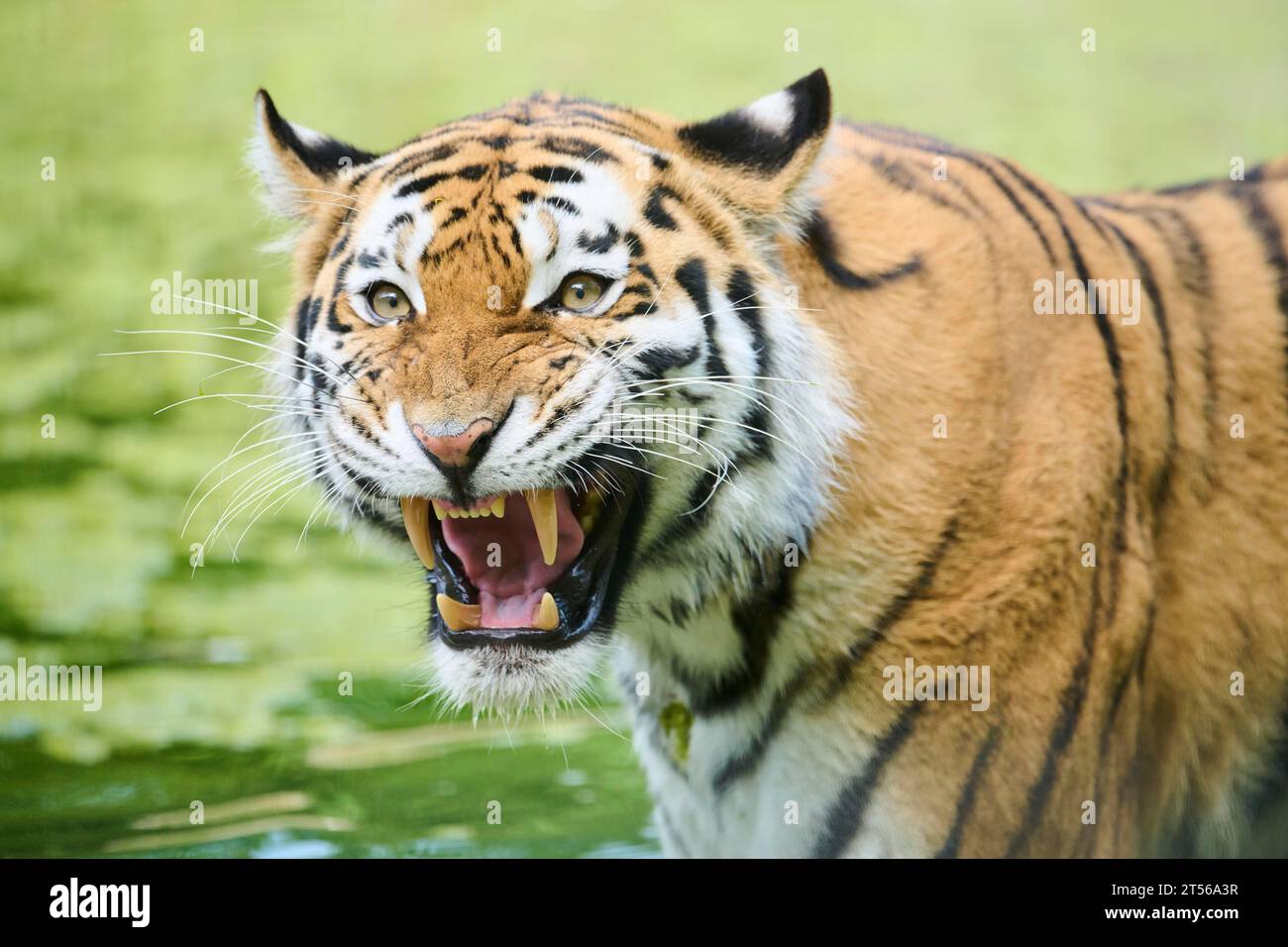Siberian tiger (Panthera tigris altaica), portrait, hissing, captive ...