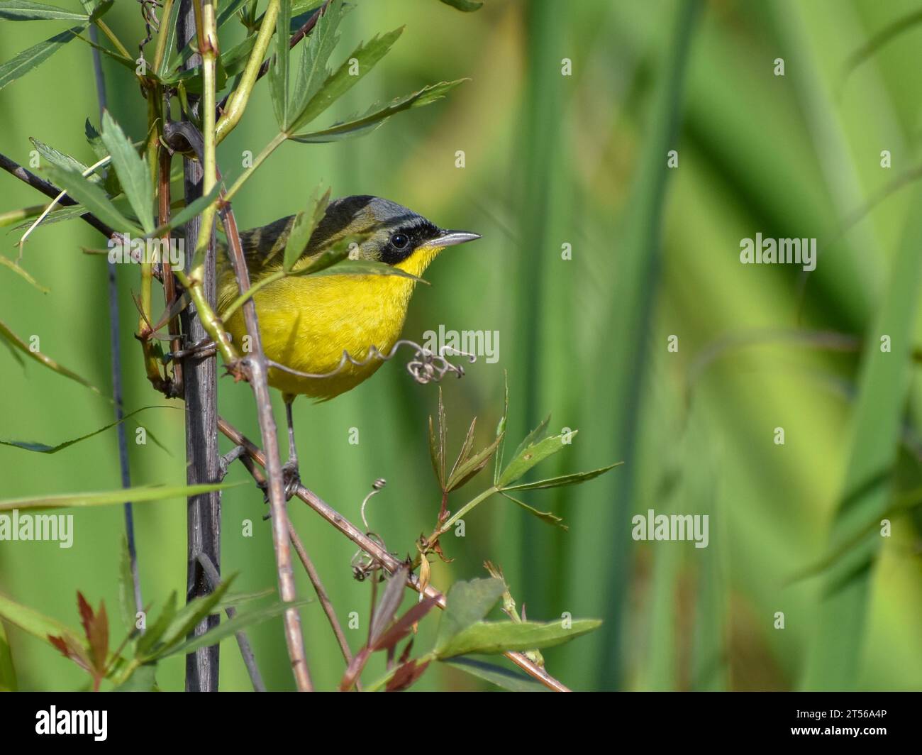 A Brazilian Yellowthroat (Geothlypis velata), a small songbird, in the ...