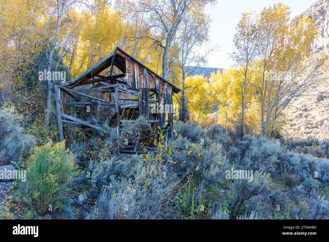 Abandoned Wood Shack Ruins Stock Photo - Alamy