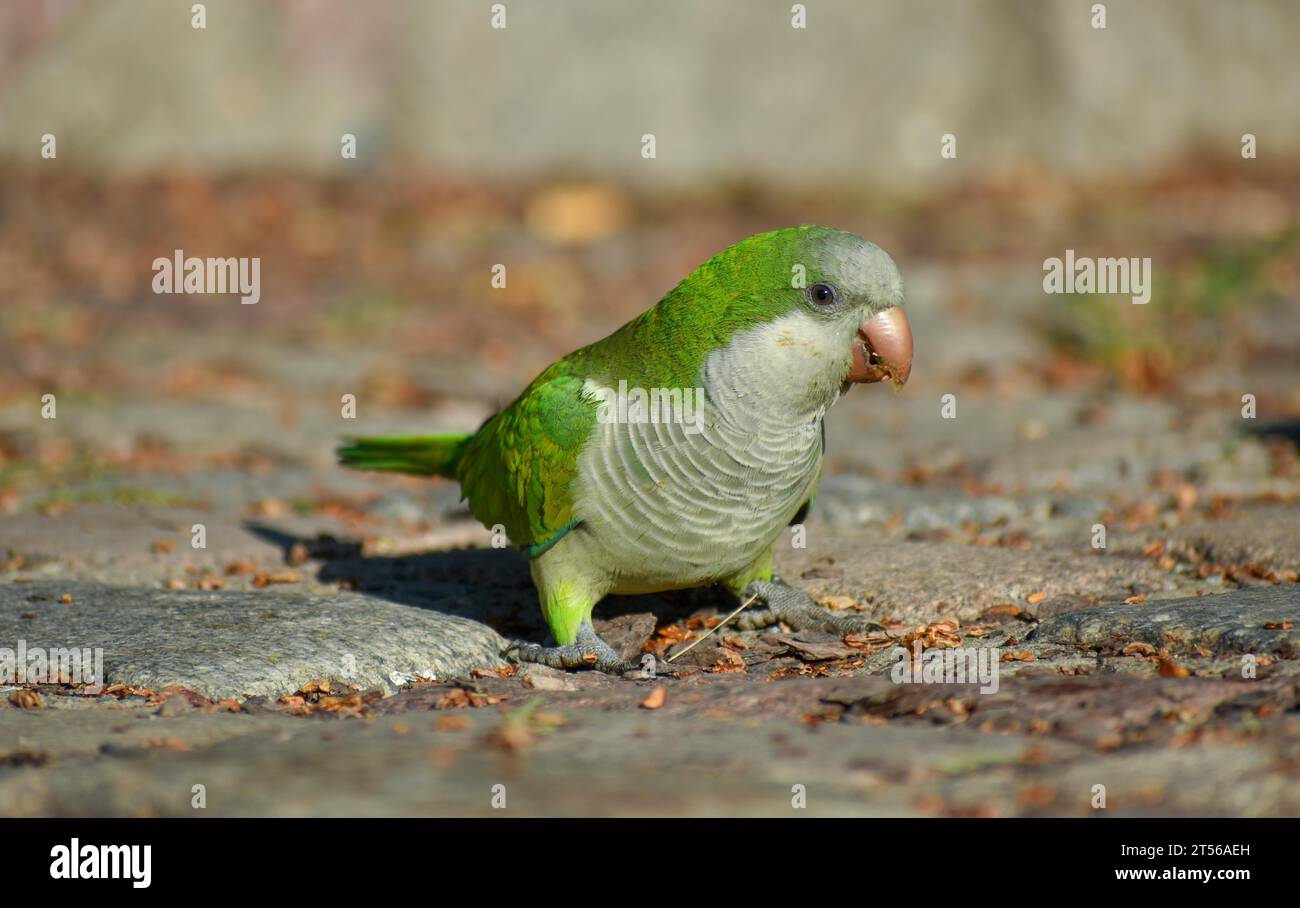A monk parakeet (Myiopsitta monachus) in the wild feeding on the ground ...
