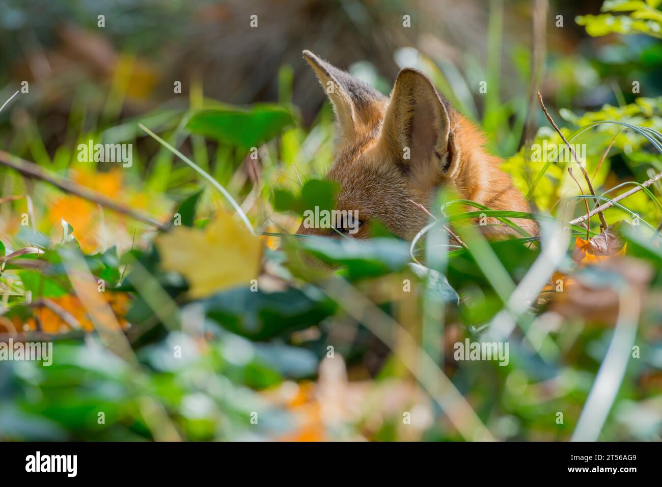 Red fox (Vulpes vulpes) lies hidden in sunny vegetation of ivy (or ...