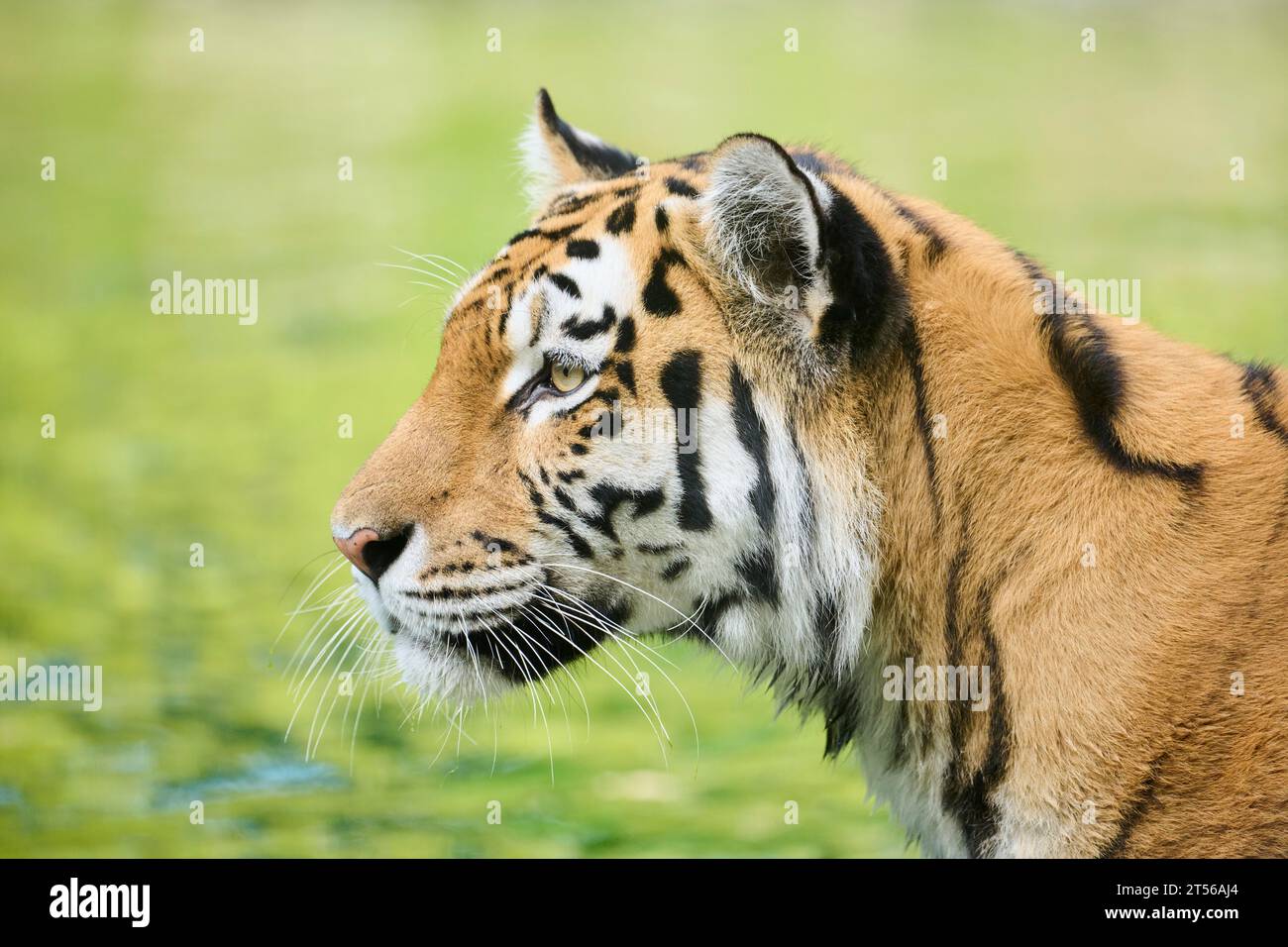 Siberian tiger (Panthera tigris altaica) in the water, portrait, captive, Germany, Europe Stock ...