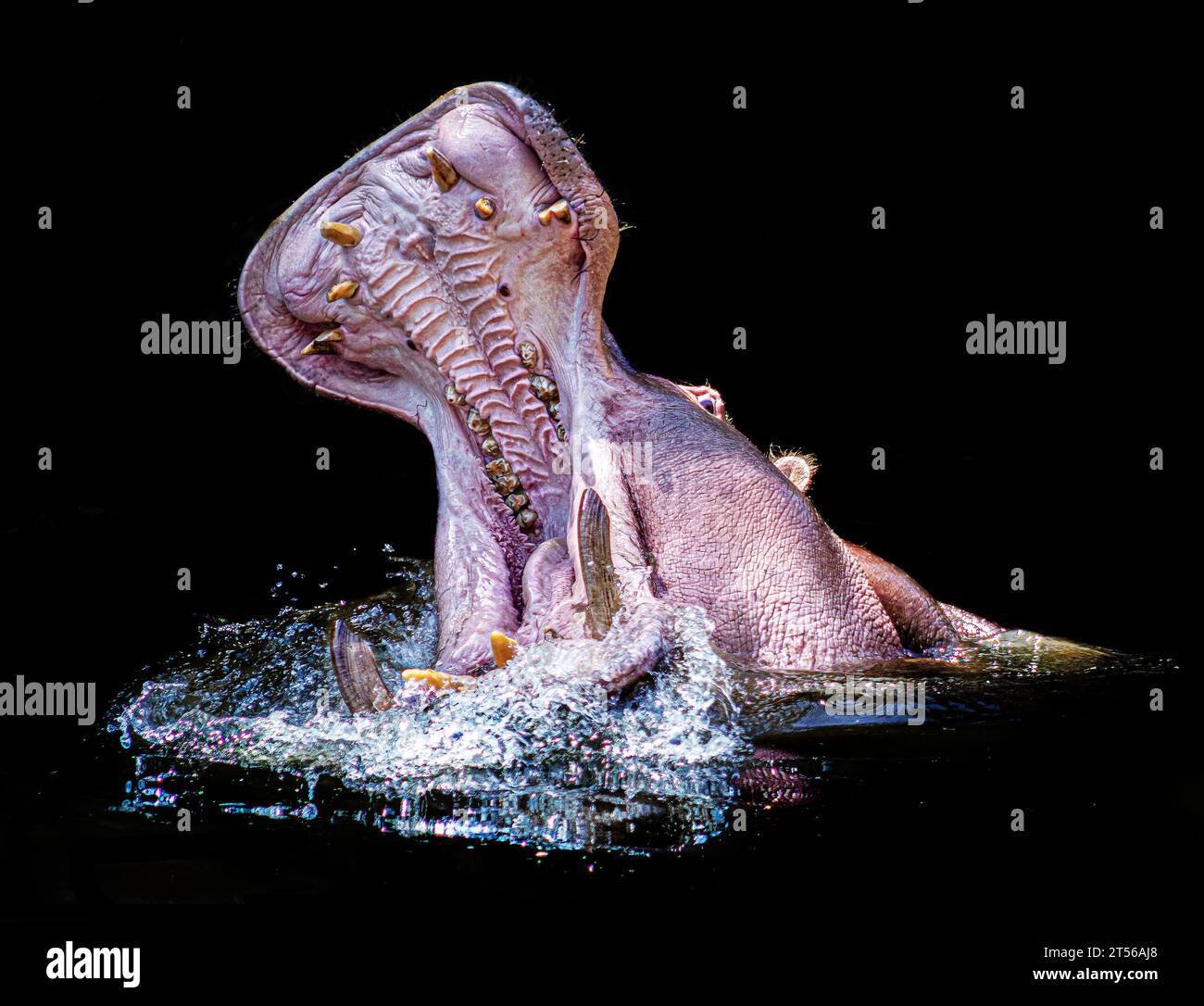 The hippo looks fearsome FUERTEVENTURA, SPAIN, TERRIFYING IMAGES of ...