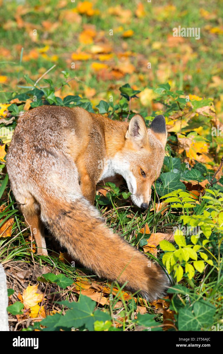 Red fox (Vulpes vulpes) stands tired in sunny vegetation (ivy or common ...