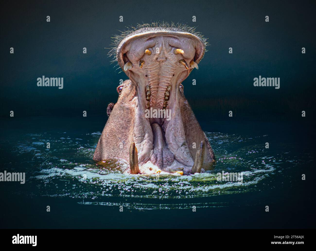 The hippo shows off its teeth FUERTEVENTURA, SPAIN, TERRIFYING IMAGES ...