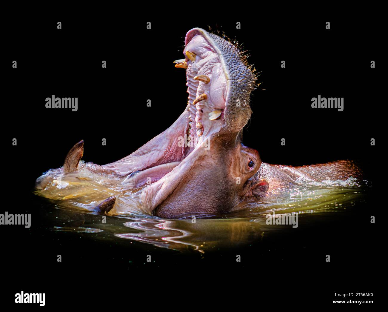 The hippo opens wide FUERTEVENTURA, SPAIN, TERRIFYING IMAGES of inside ...