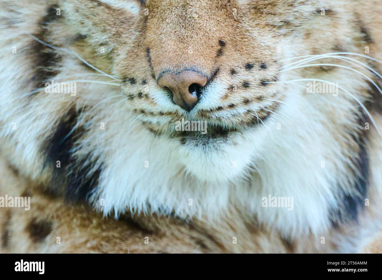 Eurasian lynx (Lynx lynx), nose, hair, detail, Bavaria, Germany Stock ...