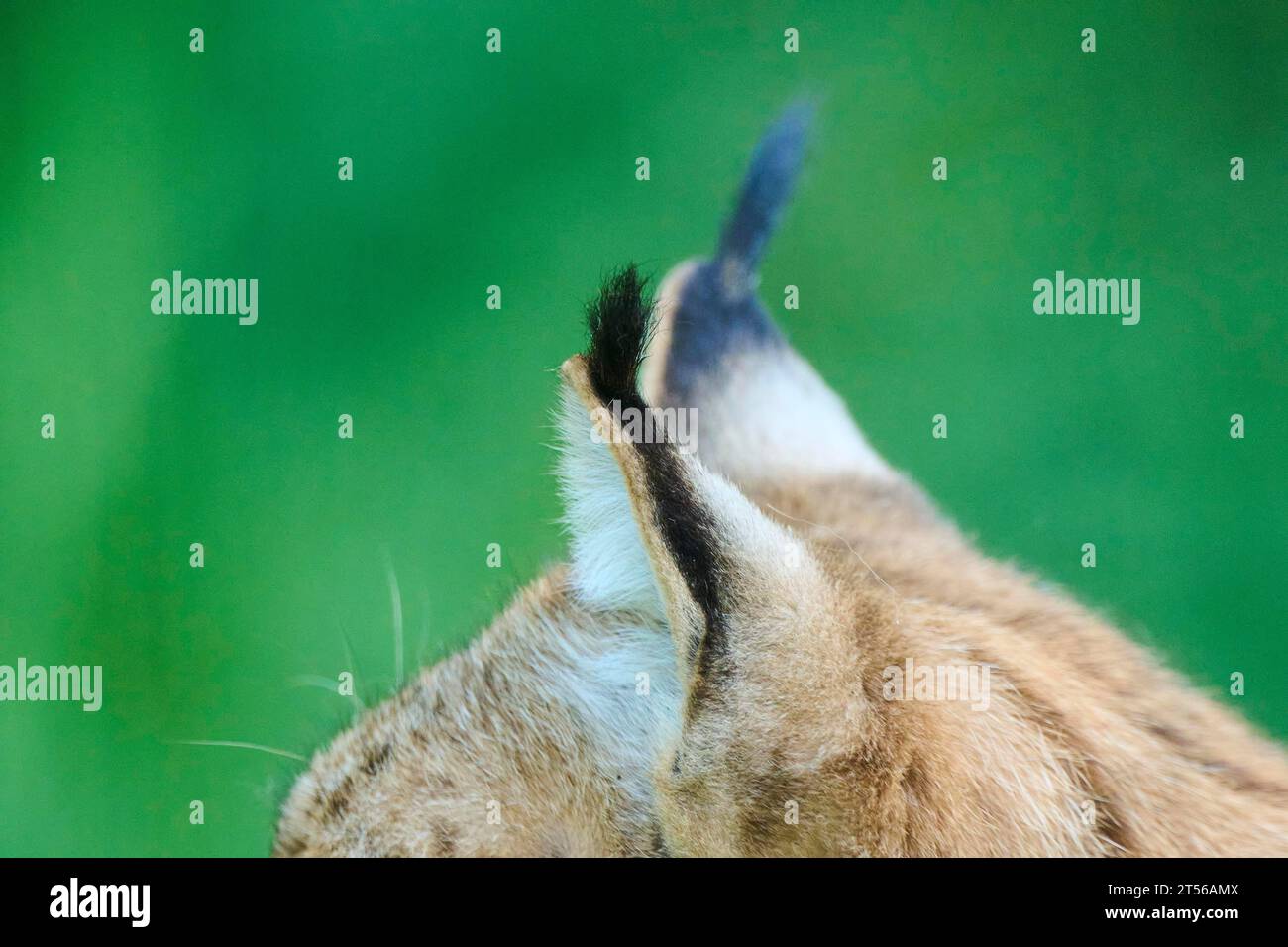 Lynx ears hi-res stock photography and images - Alamy