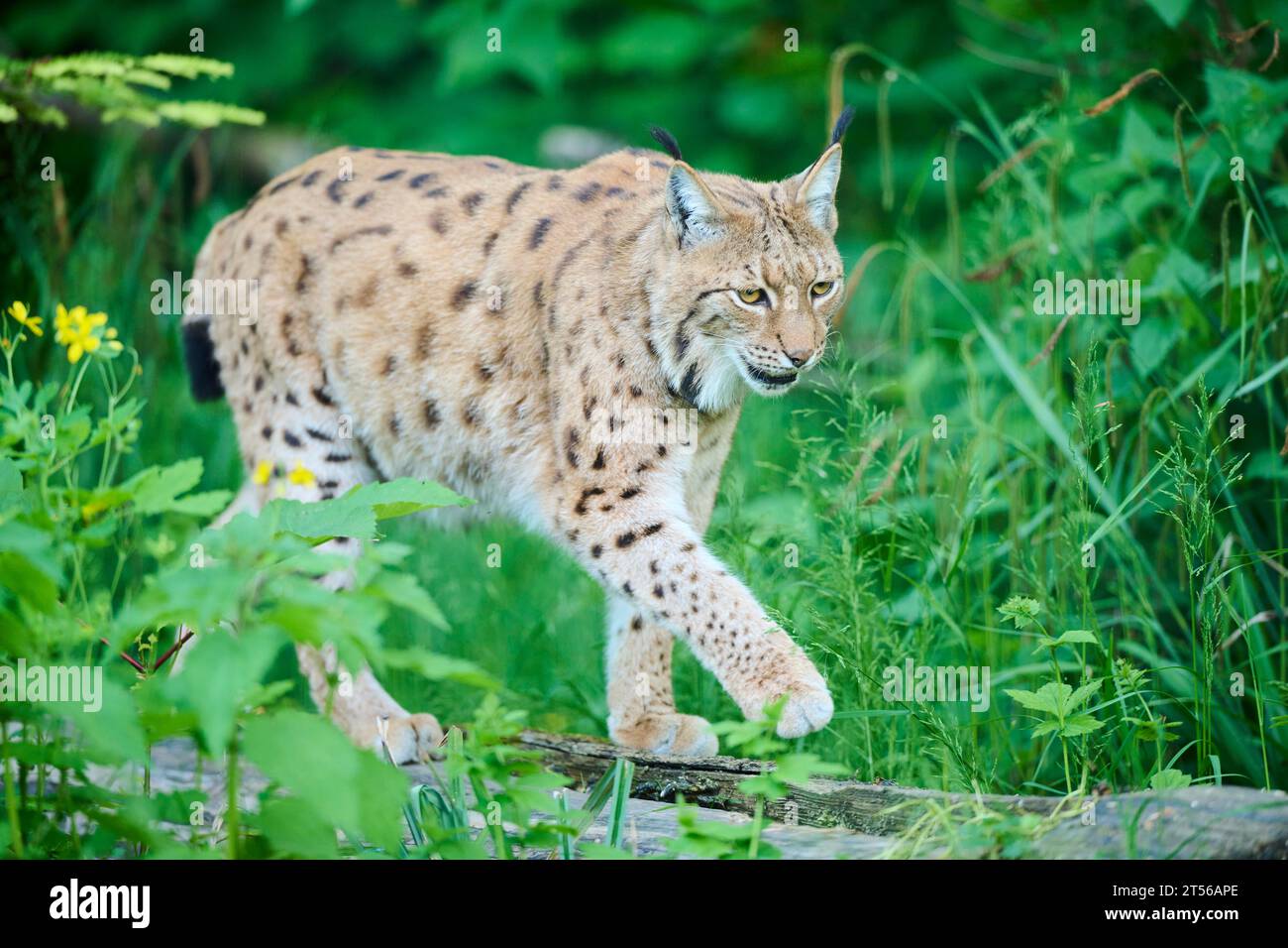 Eurasian lynx (Lynx lynx) walking on the grass, Bavaria, Germany Stock ...