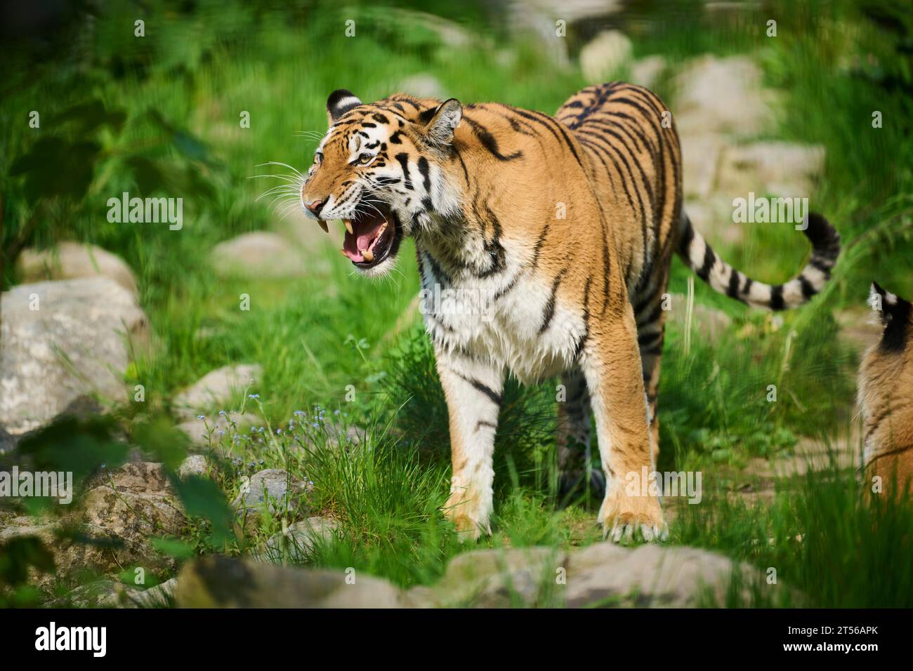 Siberian tiger (Panthera tigris altaica), standing and hissing, captive ...