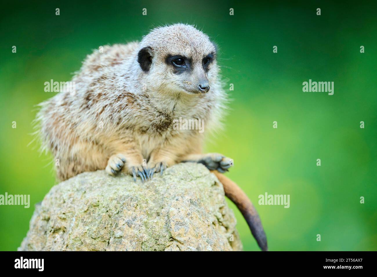 Meerkat (Suricata suricatta) sitting on a rock, captive, distribution ...