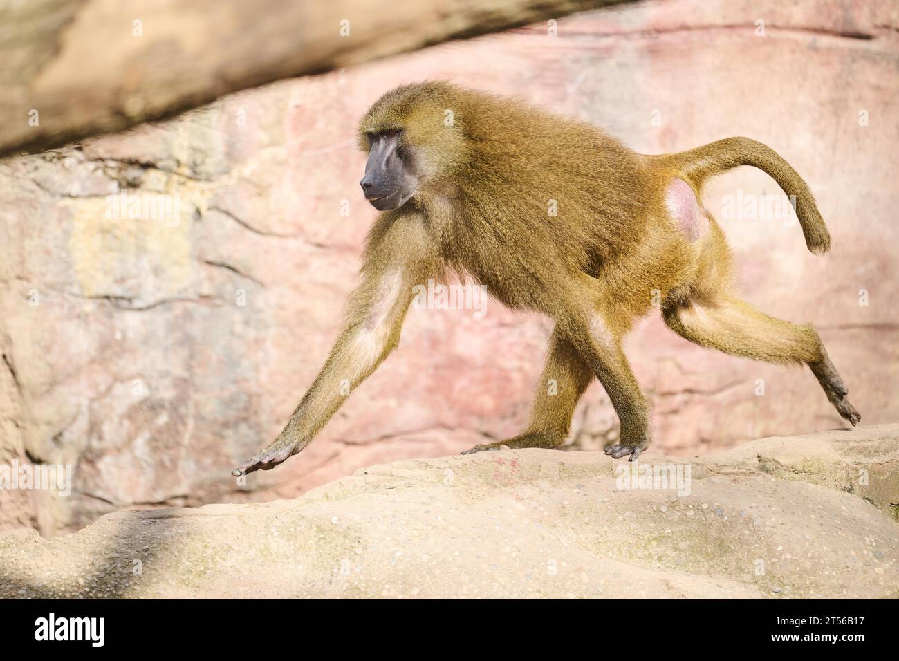 Guinea baboon (Papio papio) running on a rock, Bavaria, Germany Europe ...