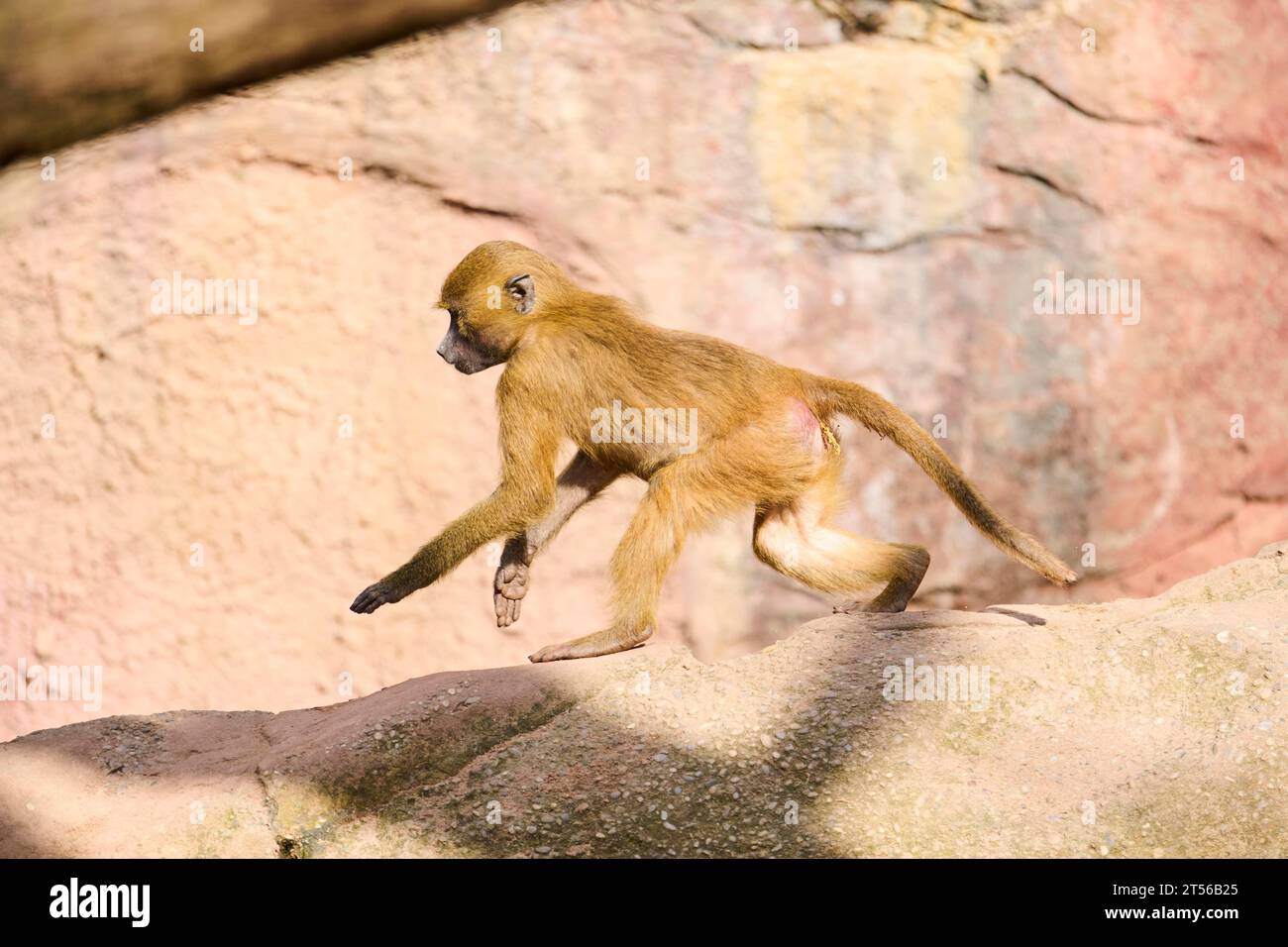 Guinea baboon (Papio papio) running on a rock, Bavaria, Germany Europe ...