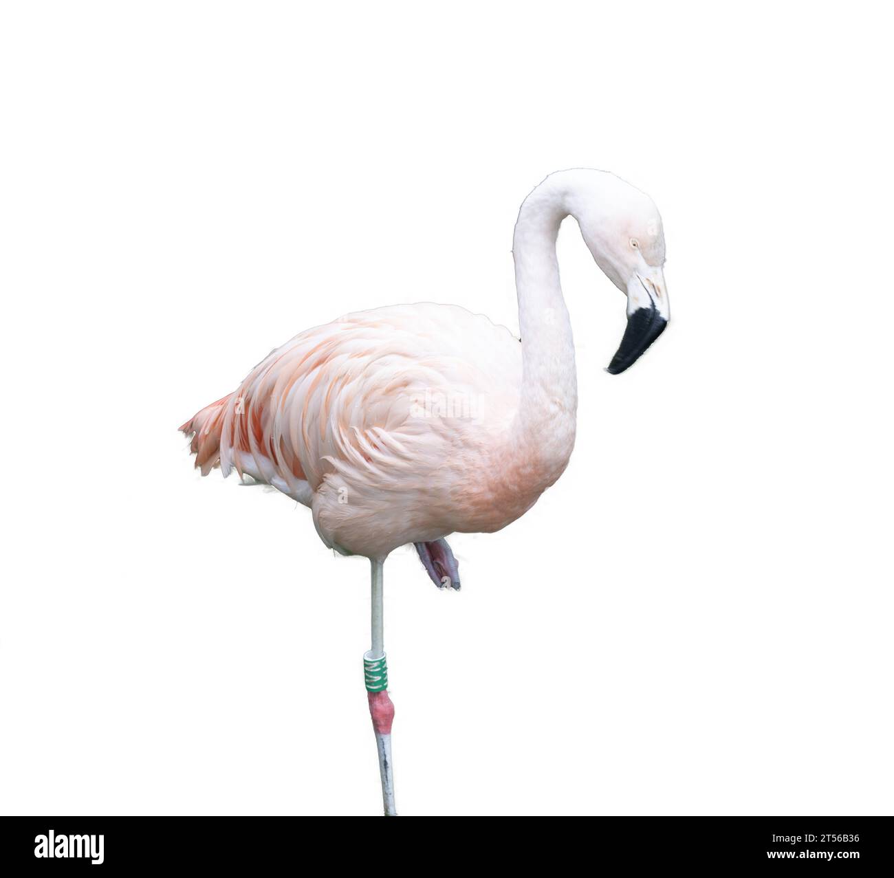 European pink flamingo on a transparent background Stock Photo - Alamy