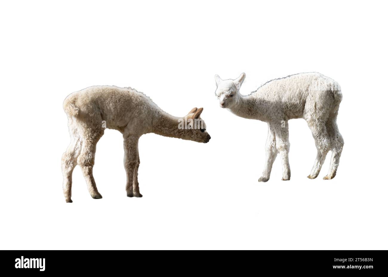 A Pacos Lama, Alpaca on a transparent background Stock Photo - Alamy