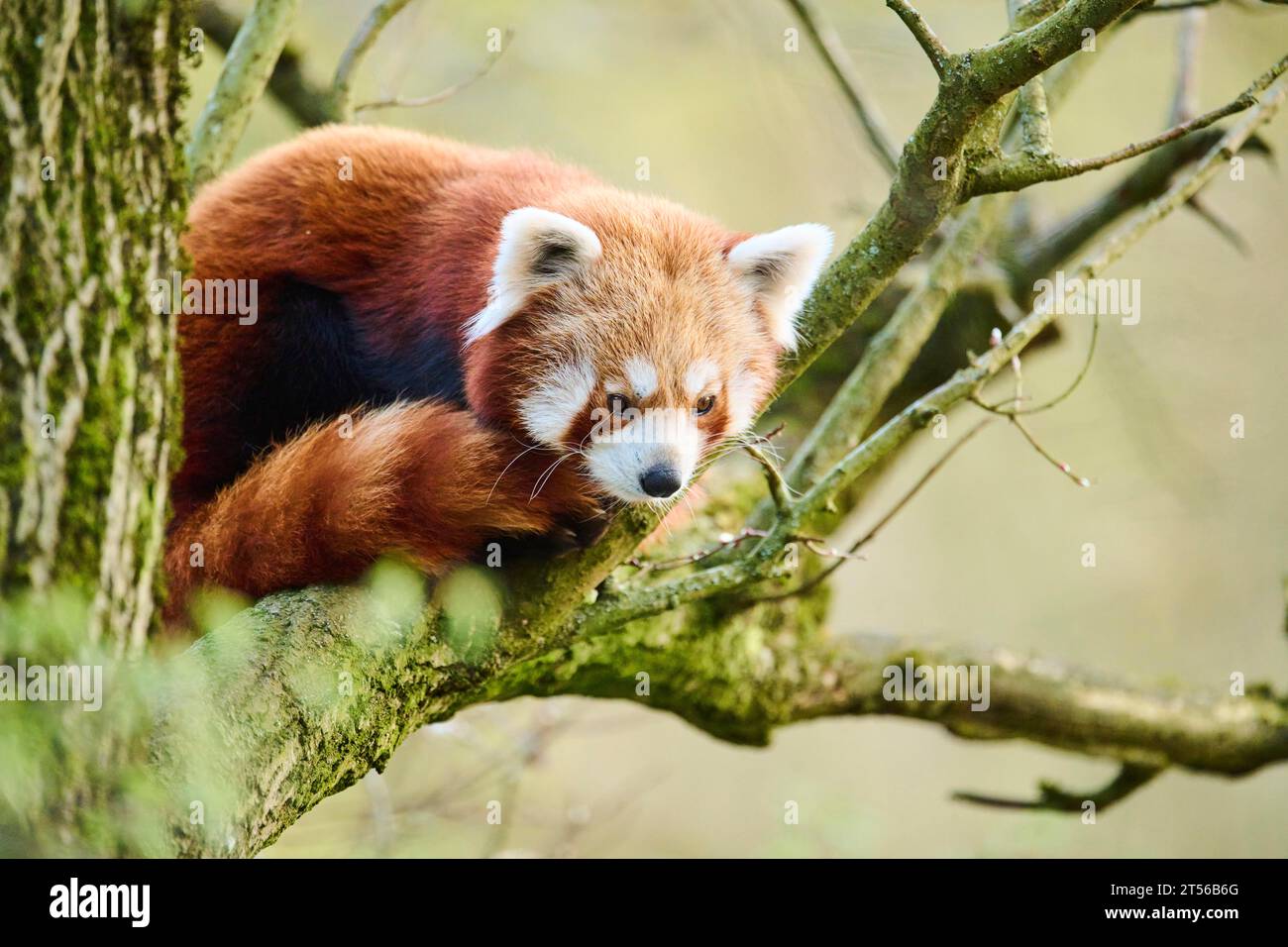 Red panda (Ailurus fulgens) in a tree, captive, distribution Himalaya ...