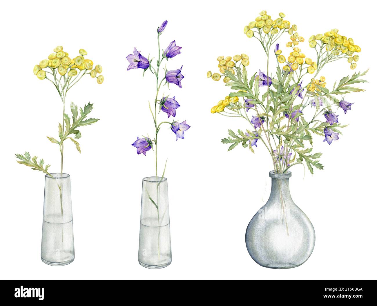 Watercolor botanical illustration on isolate white background. Clipart ...