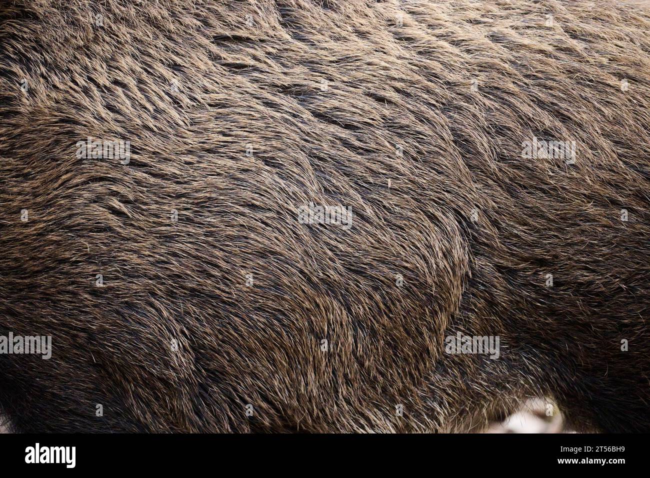 Natural fur detail hi-res stock photography and images - Alamy
