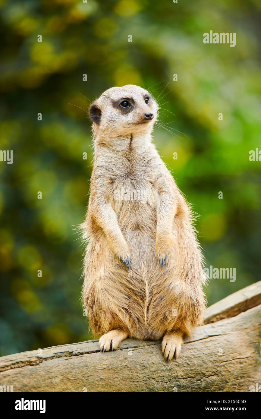 Meerkat (Suricata suricatta) standing on a tree trunk, captive ...