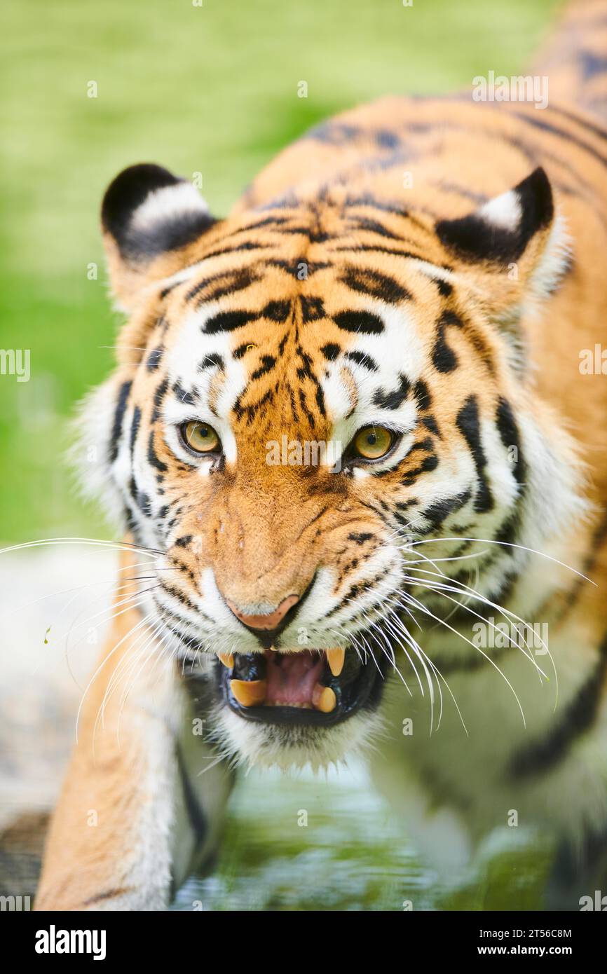Siberian tiger (Panthera tigris altaica), portrait, hissing, captive ...