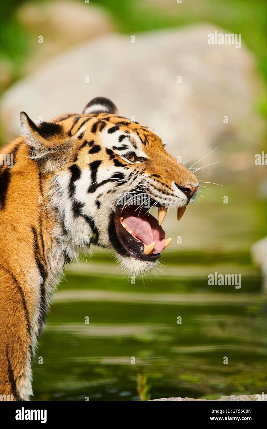 Siberian tiger (Panthera tigris altaica), portrait, hissing, captive ...