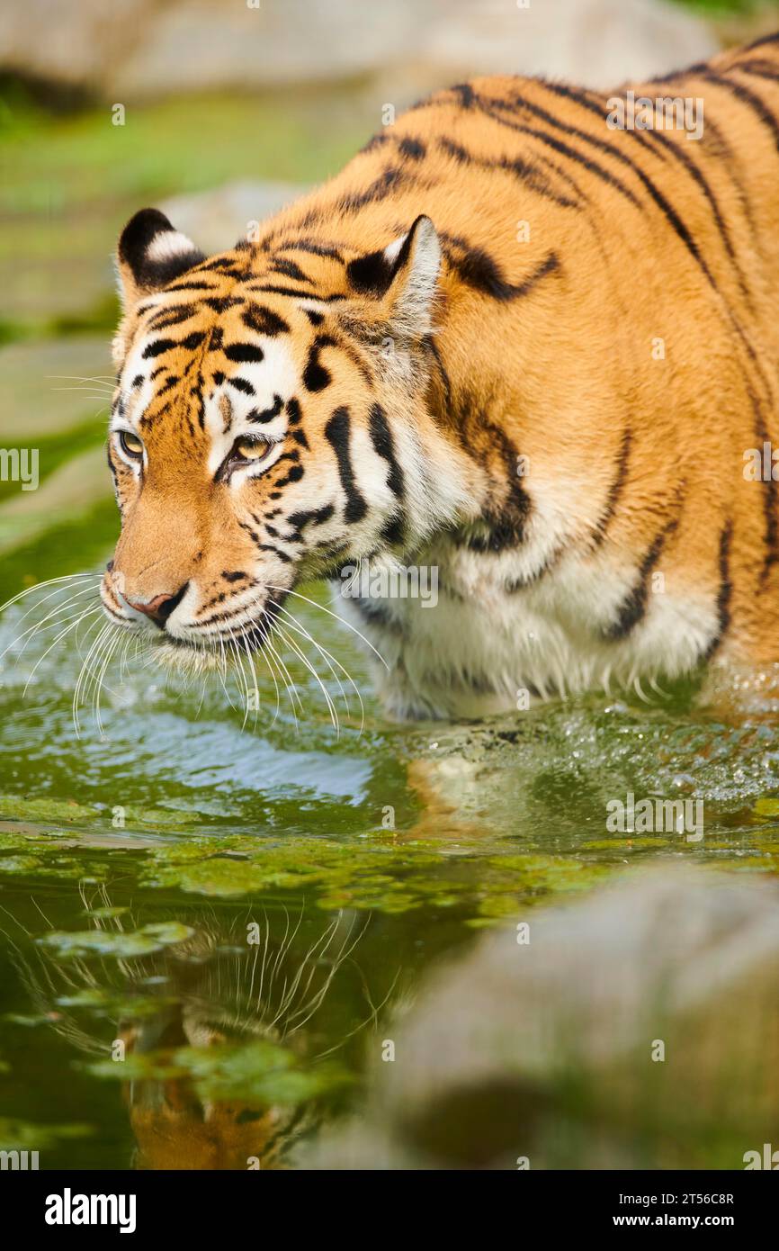 Siberian tiger (Panthera tigris altaica) in the water, portrait, captive, Germany Stock Photo ...