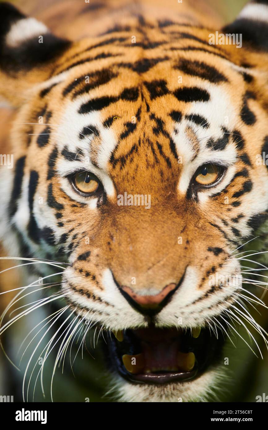 Siberian tiger (Panthera tigris altaica), portrait, hissing, captive ...