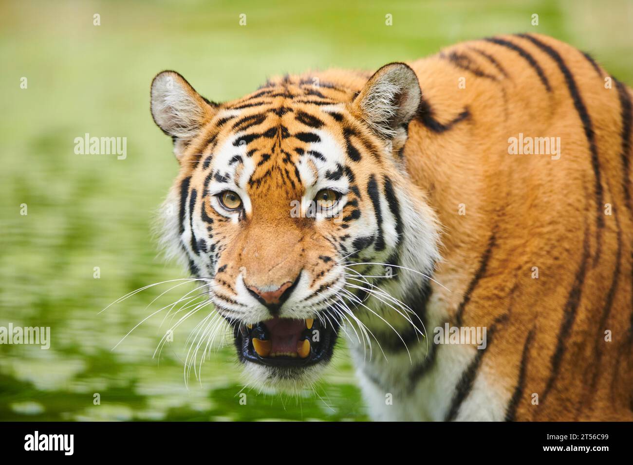Siberian tiger (Panthera tigris altaica), portrait, hissing, captive ...