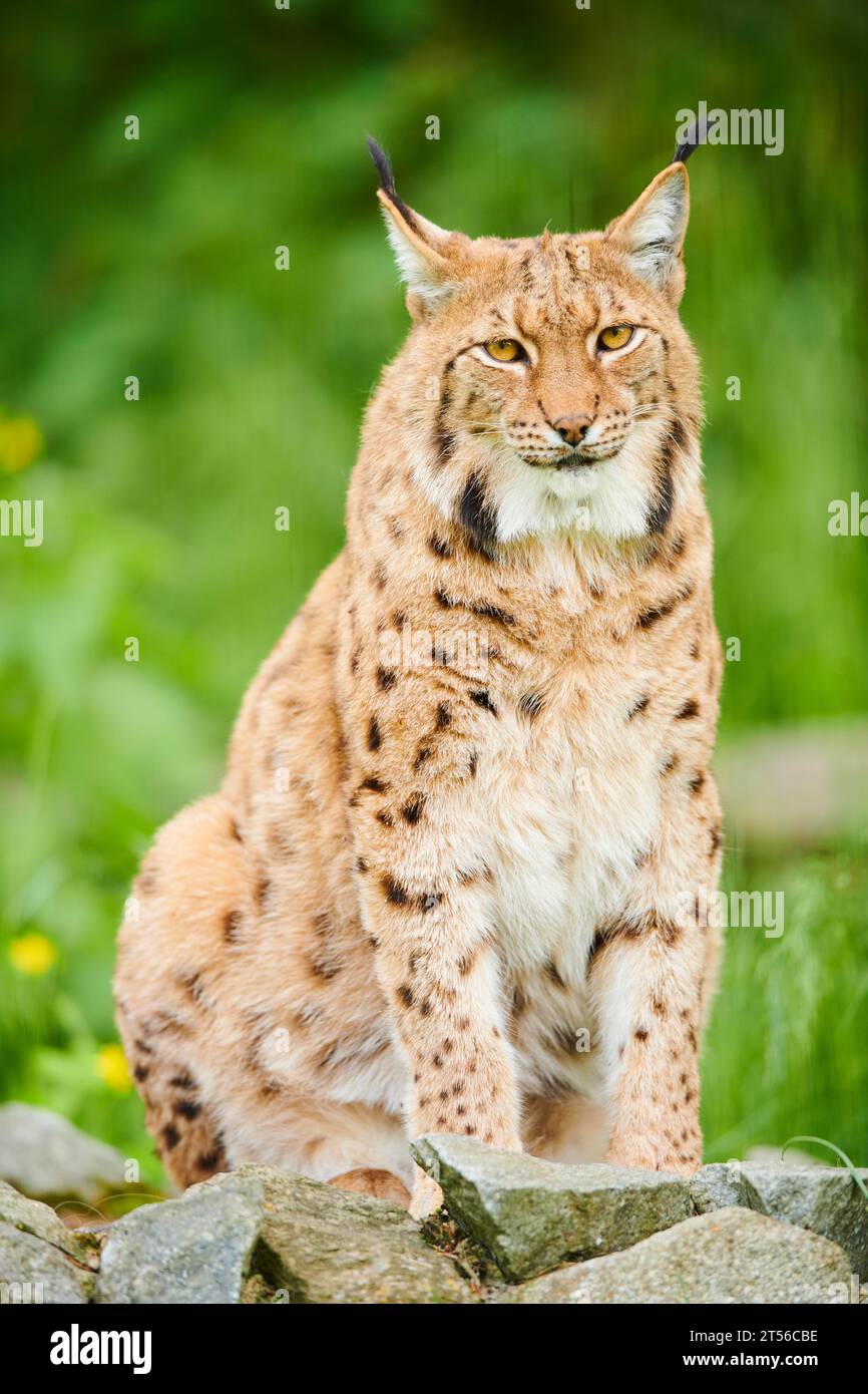 Eurasian lynx (Lynx lynx) sitting on rocks, captive, Bavaria, Germany ...