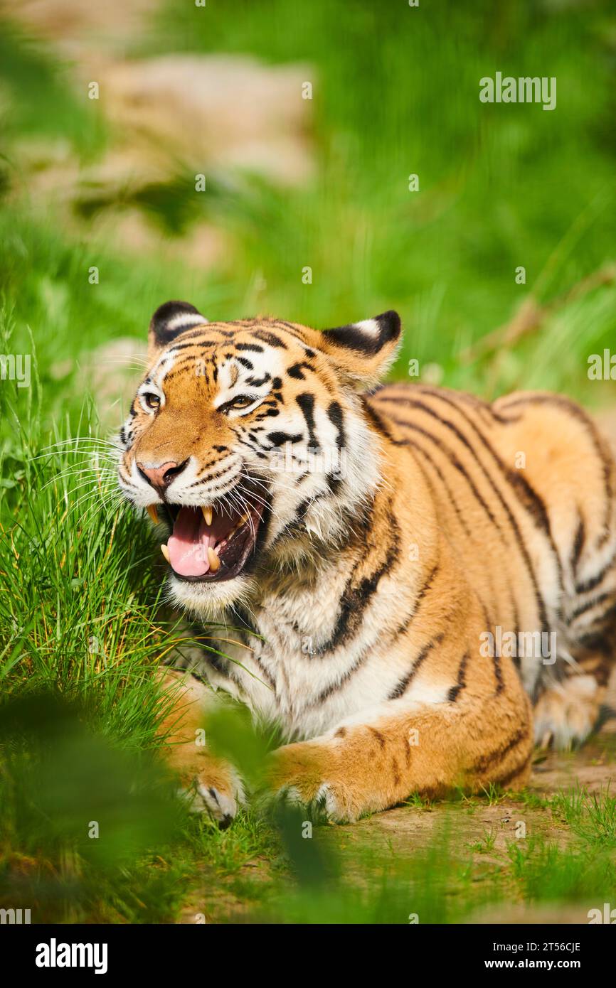 Siberian tiger (Panthera tigris altaica), lying and hissing, captive ...
