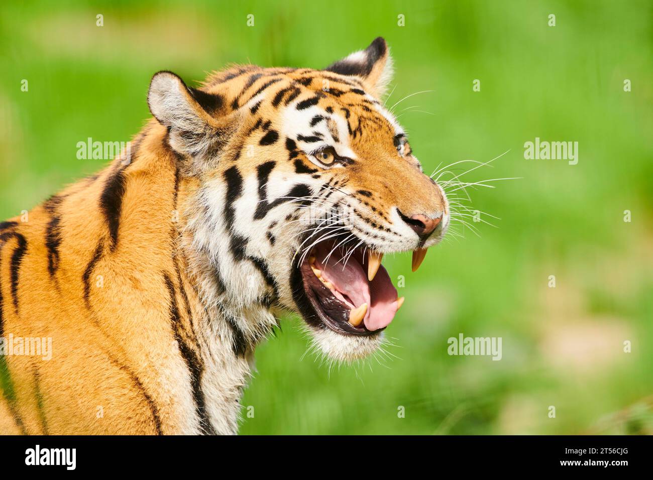 Siberian tiger (Panthera tigris altaica), portrait, hissing, captive ...