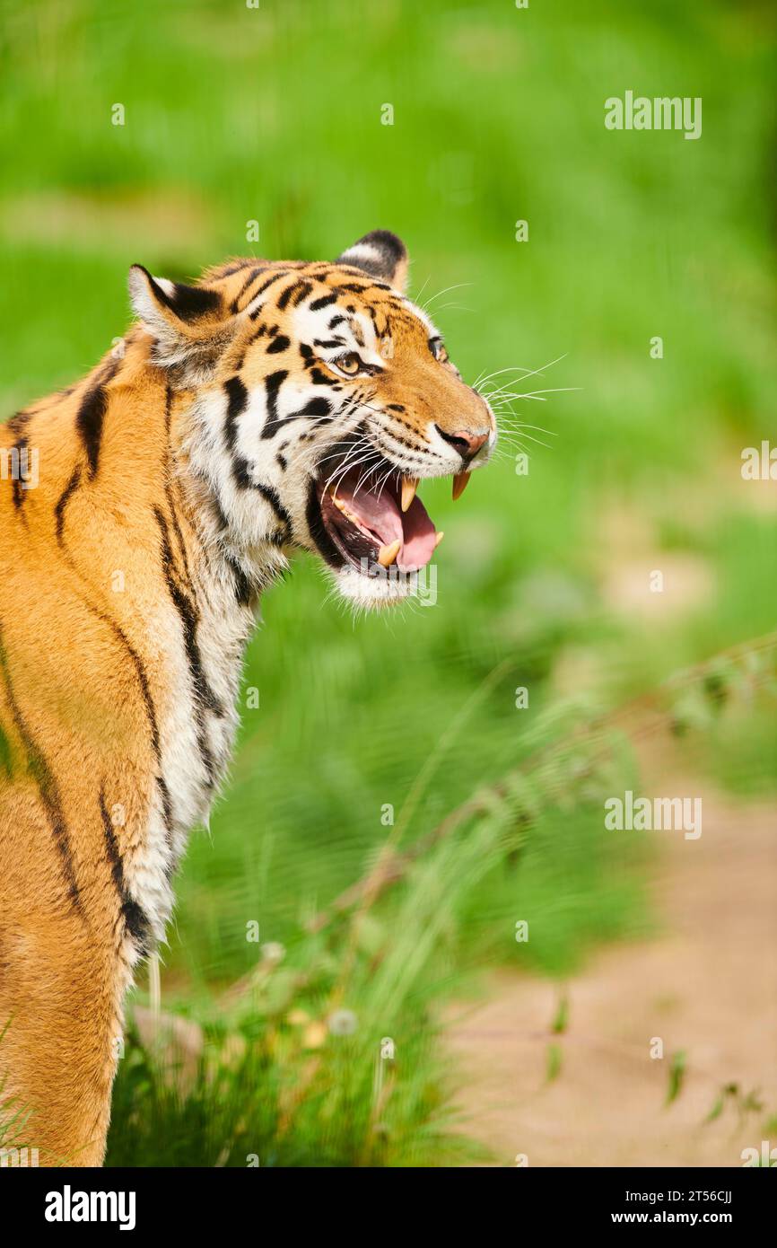 Siberian tiger (Panthera tigris altaica), portrait, hissing, captive ...