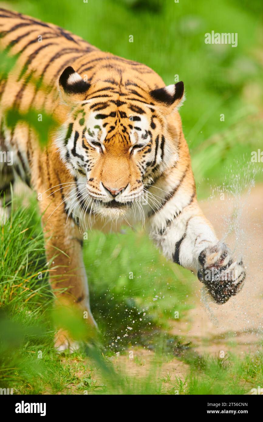 Those tiger feet hi-res stock photography and images - Alamy