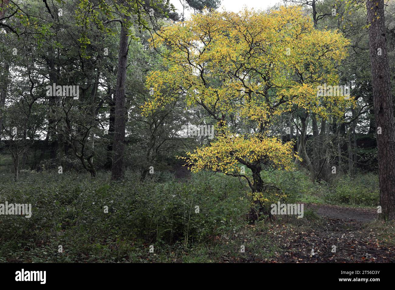 Deciduous Tree Growing Among Evergreen Trees in Autumn, North Pennines ...