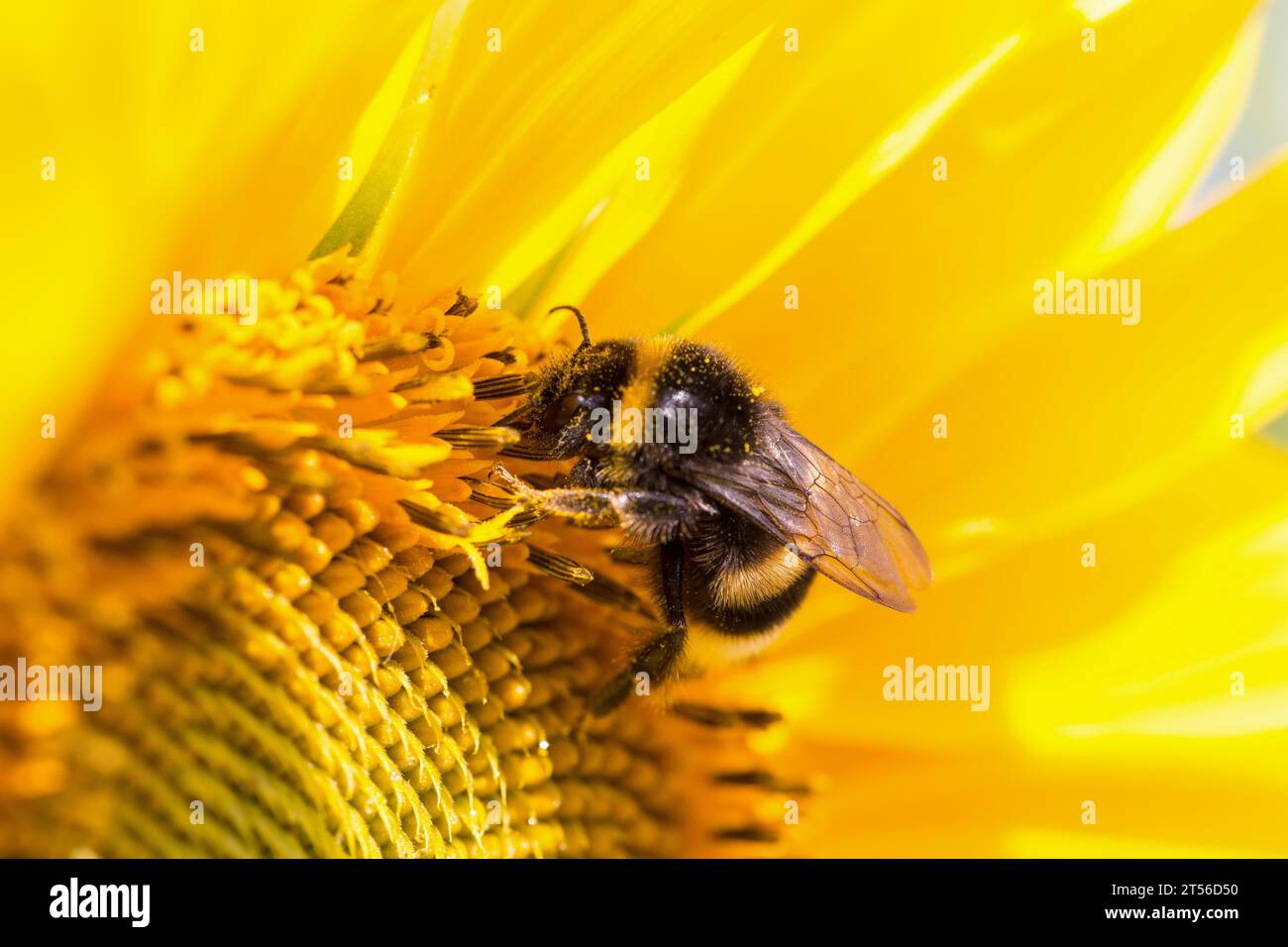 Bumblebee in a sunflower, Dachauer Land, Upper Bavaria, Bavaria ...